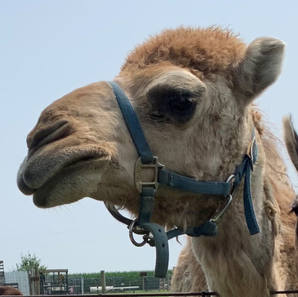 About the Hobsons & the Animals - Hobson Adventure Farm