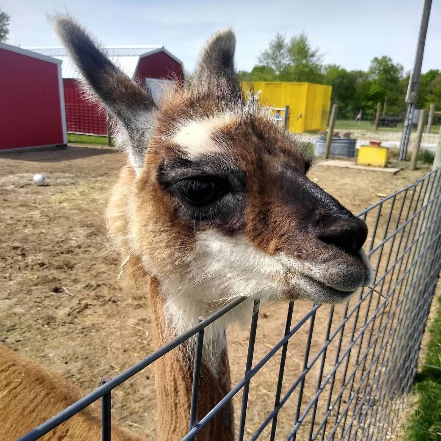 About the Hobsons & the Animals - Hobson Adventure Farm