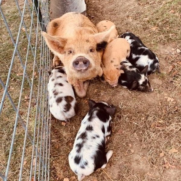 About the Hobsons & the Animals - Hobson Adventure Farm