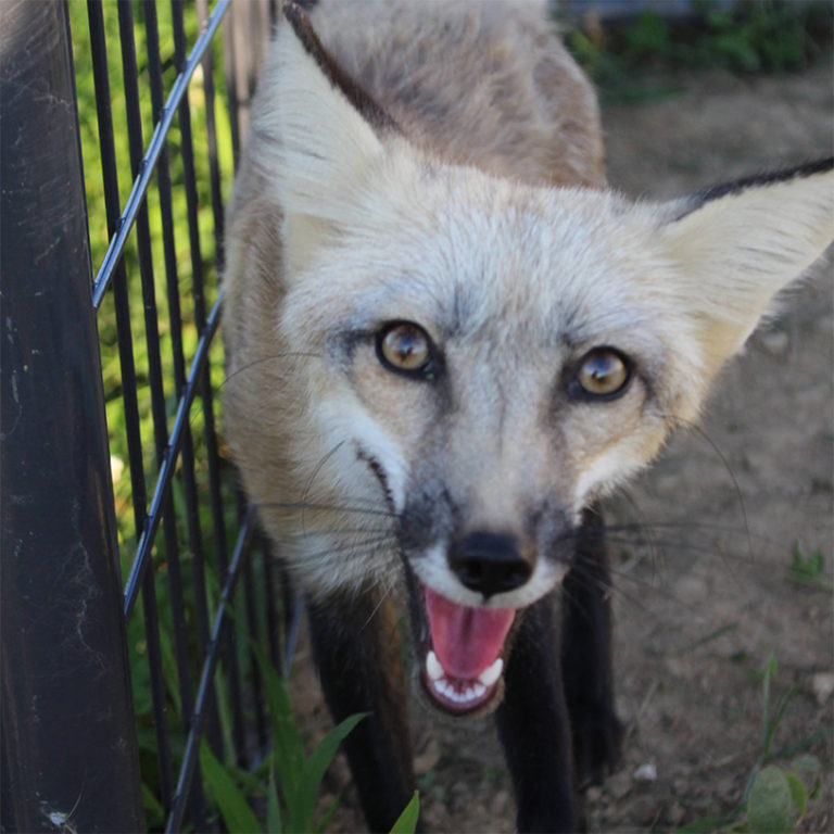 About the Hobsons & the Animals - Hobson Adventure Farm