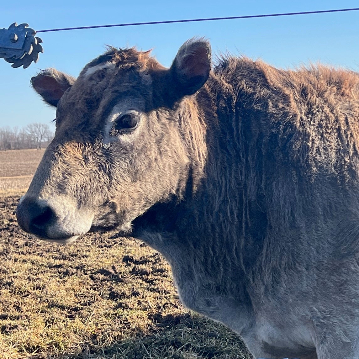 About the Hobsons & the Animals - Hobson Adventure Farm