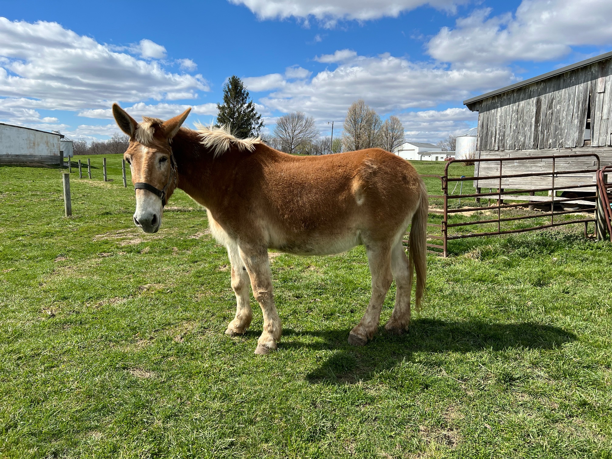 About the Hobsons & the Animals - Hobson Adventure Farm