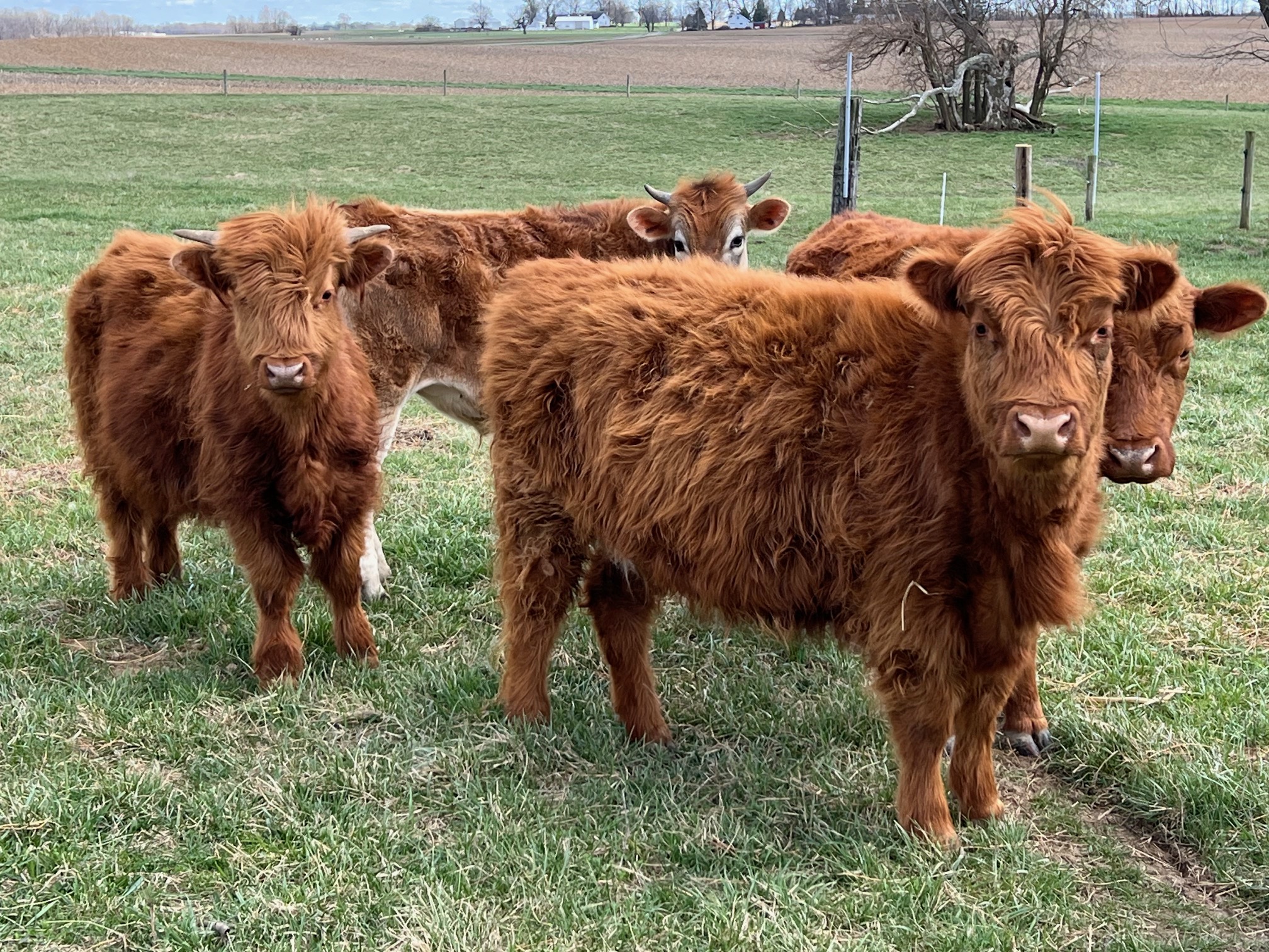 About the Hobsons & the Animals - Hobson Adventure Farm