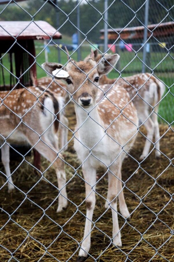 About the Hobsons & the Animals - Hobson Adventure Farm