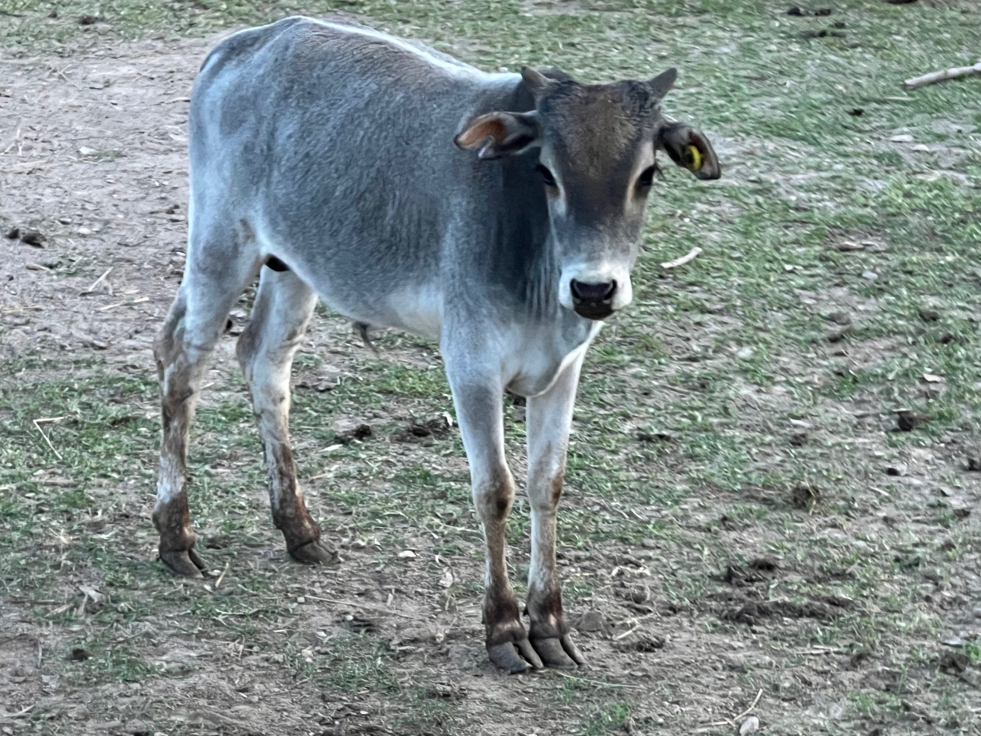 About the Hobsons & the Animals - Hobson Adventure Farm