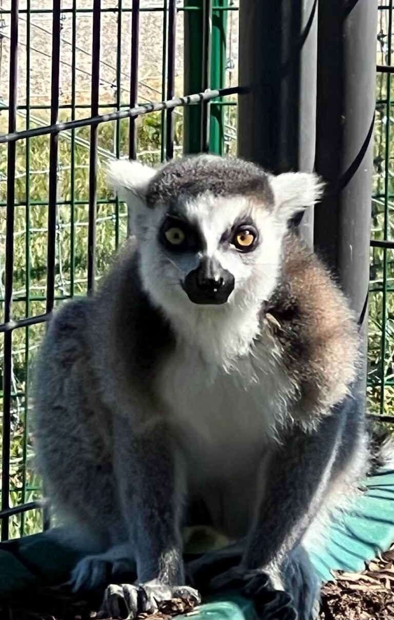 About the Hobsons & the Animals - Hobson Adventure Farm